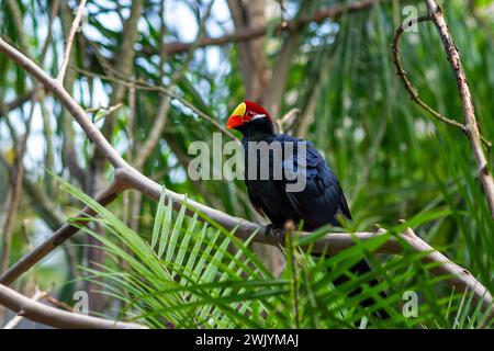 Portrait of a colorful violet turaco (Musophaga violacea Stock Photo ...