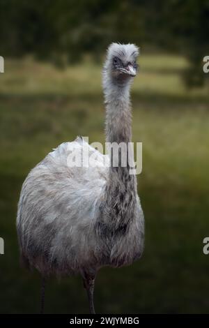 Greater Rhea Rhea americana Stock Photo - Alamy