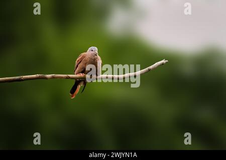 Ruddy Ground Dove of the species Columbina talpacoti Stock Photo - Alamy