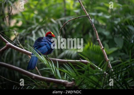 Violet turaco plantain eater, Musophaga violacea, Senegal, Nigeria in ...