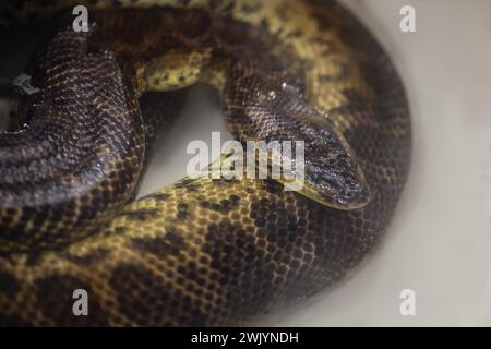 A yellow anaconda or Paraguayan anaconda, Eunectes notaeus, in the ...
