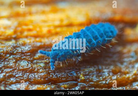 Moss Springtail - Neanura muscorum. Decomposer Stock Photo - Alamy