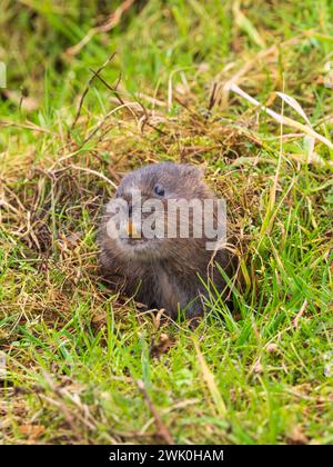 A Water Vole Feeding From a Burrow Stock Photo - Alamy