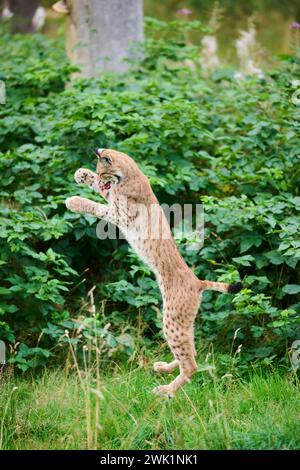 Eurasian lynx (Lynx lynx) jumping in the air, hunting, Bavaria, Germany ...