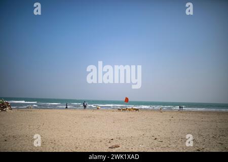 Ownerless dogs roam on the sea beach at the Saint Martin Island. Cox's ...