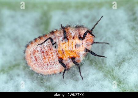 Icerya purchasi (common name: cottony cushion scale) is a scale insect ...