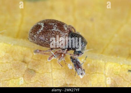 Sphaericus sp, the humped spider beetle, is a species of spider beetle in the family Ptinidae ...