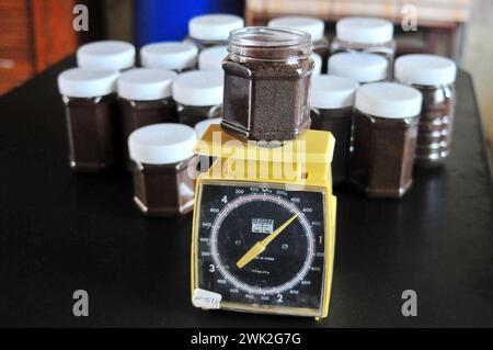 Youth farmer Liza Legodi plants and processes coffee in Ga-Mashashane ...