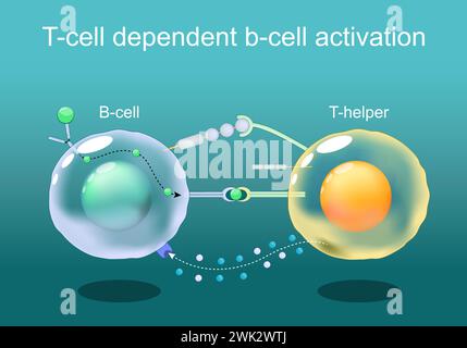 Cells of Adaptive immune system (immune response). B lymphocyte and T ...