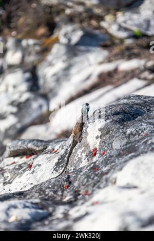 Beautiful green lizard on the stone outdoor Stock Photo - Alamy