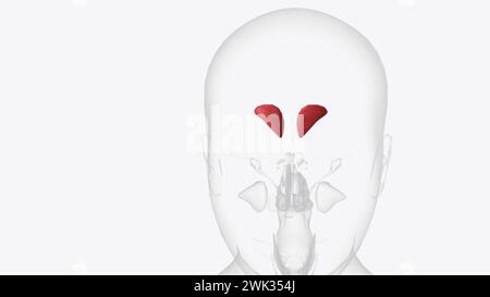The frontal sinuses are one of the four pairs of paranasal sinuses that ...