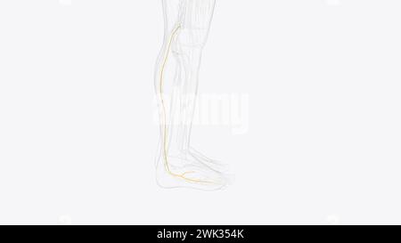 sural nerve and terminal branches 3d illustration Stock Photo - Alamy