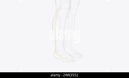 sural nerve and terminal branches 3d illustration Stock Photo - Alamy