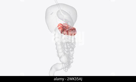 The transverse colon is the lengthy, upper part of the large intestine ...