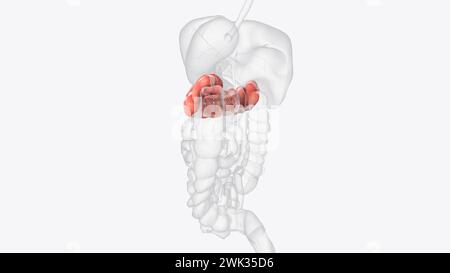 The transverse colon is the lengthy, upper part of the large intestine ...