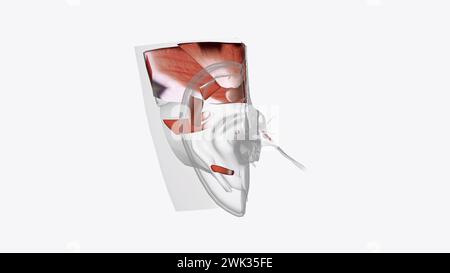Ear Coronal Cross Section of Muscular system 3d illustration Stock ...