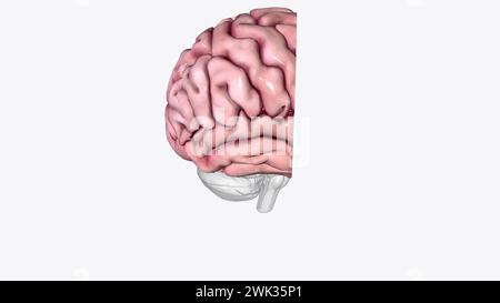 Brain Coronal Cross Section of Right cortex 3d illustration Stock Photo ...