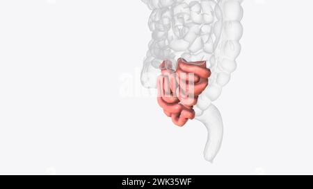 The ileum is the last and longest section of the small intestine 3d ...