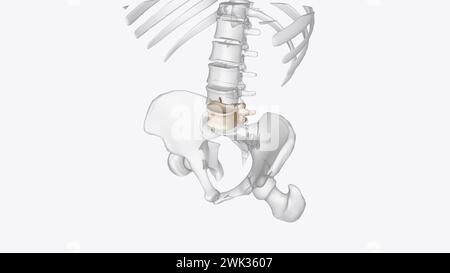 The fifth lumbar spine vertebrae (L5) is part of the greater lumbar ...
