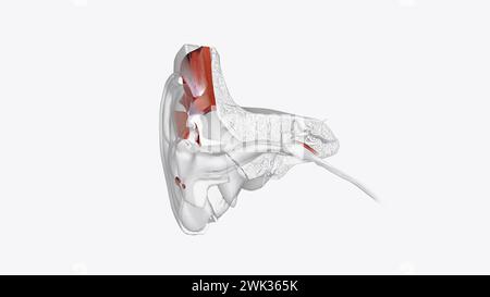 Ear Coronal Cross Section of Muscular system 3d illustration Stock ...