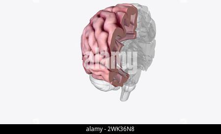 Brain Coronal Cross Section of Right cortex 3d illustration Stock Photo ...
