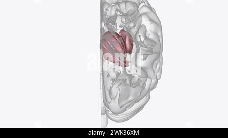 The human brain is basically symmetrical, split down the middle: the ...