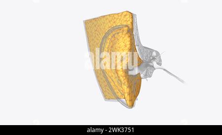 Ear Coronal Cross Section of Subcutaneous fat 3d illustration Stock ...