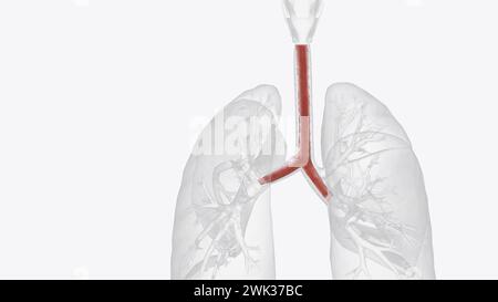 The trachealis muscle is a sheet of smooth muscle in the trachea 3d ...