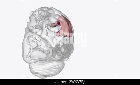 Brain supramarginal gyrus Anatomy For Medical Concept 3D Illustration ...