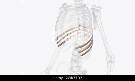 The false ribs are the ribs that indirectly articulate with the sternum ...