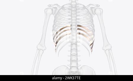 The false ribs are the ribs that indirectly articulate with the sternum ...