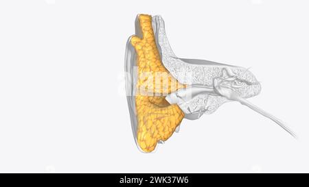 Ear Coronal Cross Section of Subcutaneous fat 3d illustration Stock ...