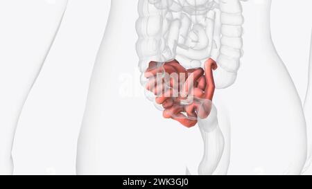 The ileum is the last and longest section of the small intestine 3d ...
