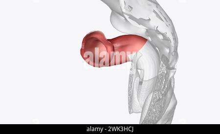 he sigmoid colon is the last part of the colon and connects to the ...