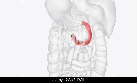The duodenum is the initial C-shaped segment of the small intestine and ...