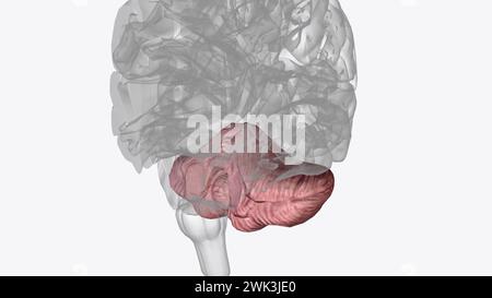 The cerebellum is a major feature of the hindbrain of all vertebrates ...
