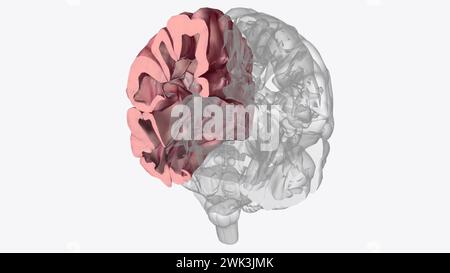 Brain Coronal Cross Section of Right cortex 3d illustration Stock Photo ...