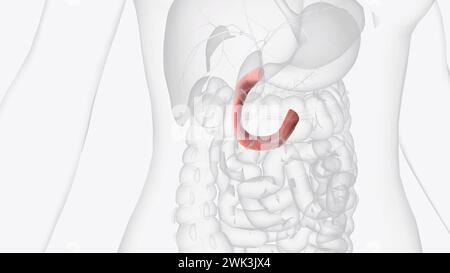 The duodenum is the initial C-shaped segment of the small intestine and ...