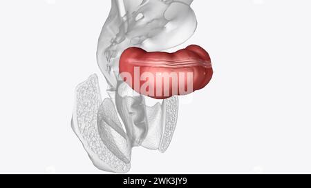 he sigmoid colon is the last part of the colon and connects to the ...