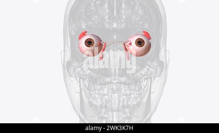 visual pathway begins with photoreceptors in the retina and ends in the ...
