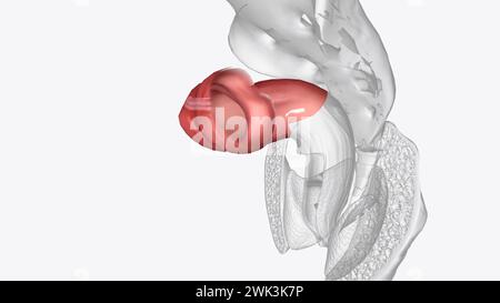 he sigmoid colon is the last part of the colon and connects to the ...