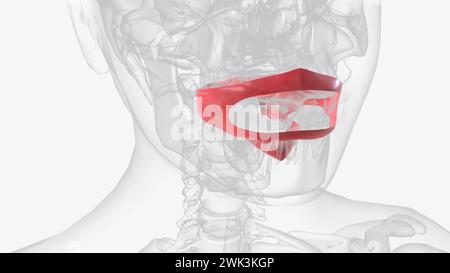 The oral mucosa is the mucous membrane lining the inside of the mouth ...