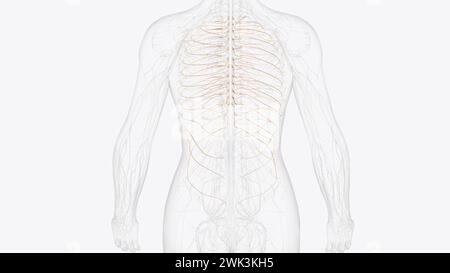 The thoracic spine has 12 nerve roots (T1 to T12) on each side of the ...