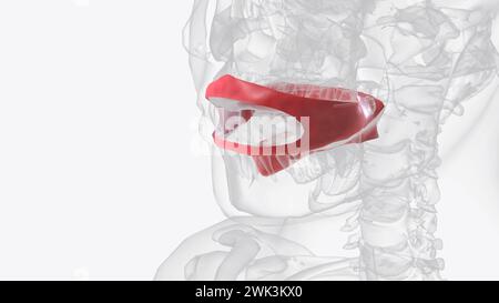 The oral mucosa is the mucous membrane lining the inside of the mouth ...