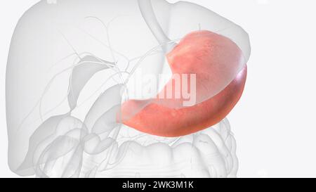 The stomach is a J-shaped organ that digests food 3d illustration Stock ...
