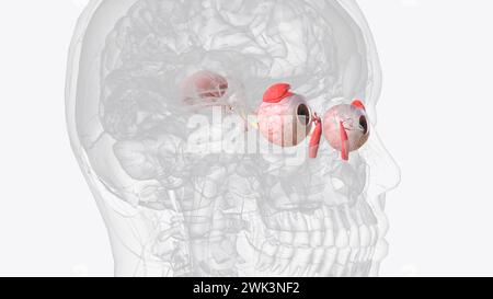 Diencephalon of the human brain Stock Photo - Alamy