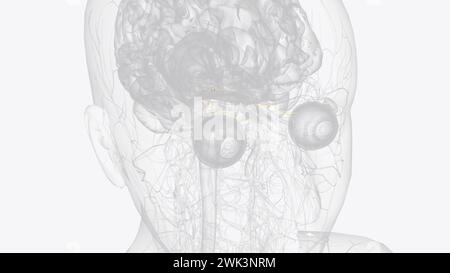 The trochlear nerve is the fourth cranial nerve (CN IV) and one of the ...