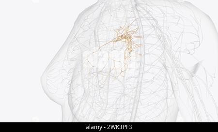 The deep cardiac plexus is an anatomical division of the cardiac plexus ...