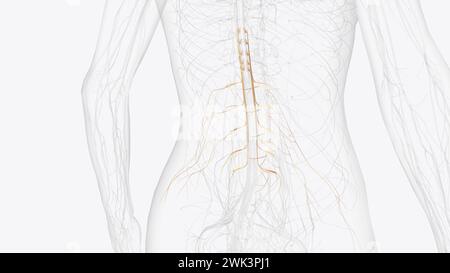 The lumbar plexus in the human arises from T12, L1, L2, L3, and L4 ...