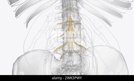 The lumbar plexus in the human arises from T12, L1, L2, L3, and L4 ...
